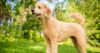 23 Dog Breeds with Human-Like Traits You Won’t Believe - iHeartDogs.com