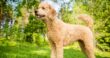 23 Dog Breeds with Human-Like Traits You Won’t Believe - iHeartDogs.com
