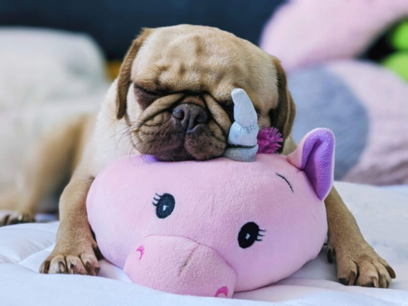 9 Best Heartbeat Puppy Toy Products To Comfort Canines - iHeartDogs.com