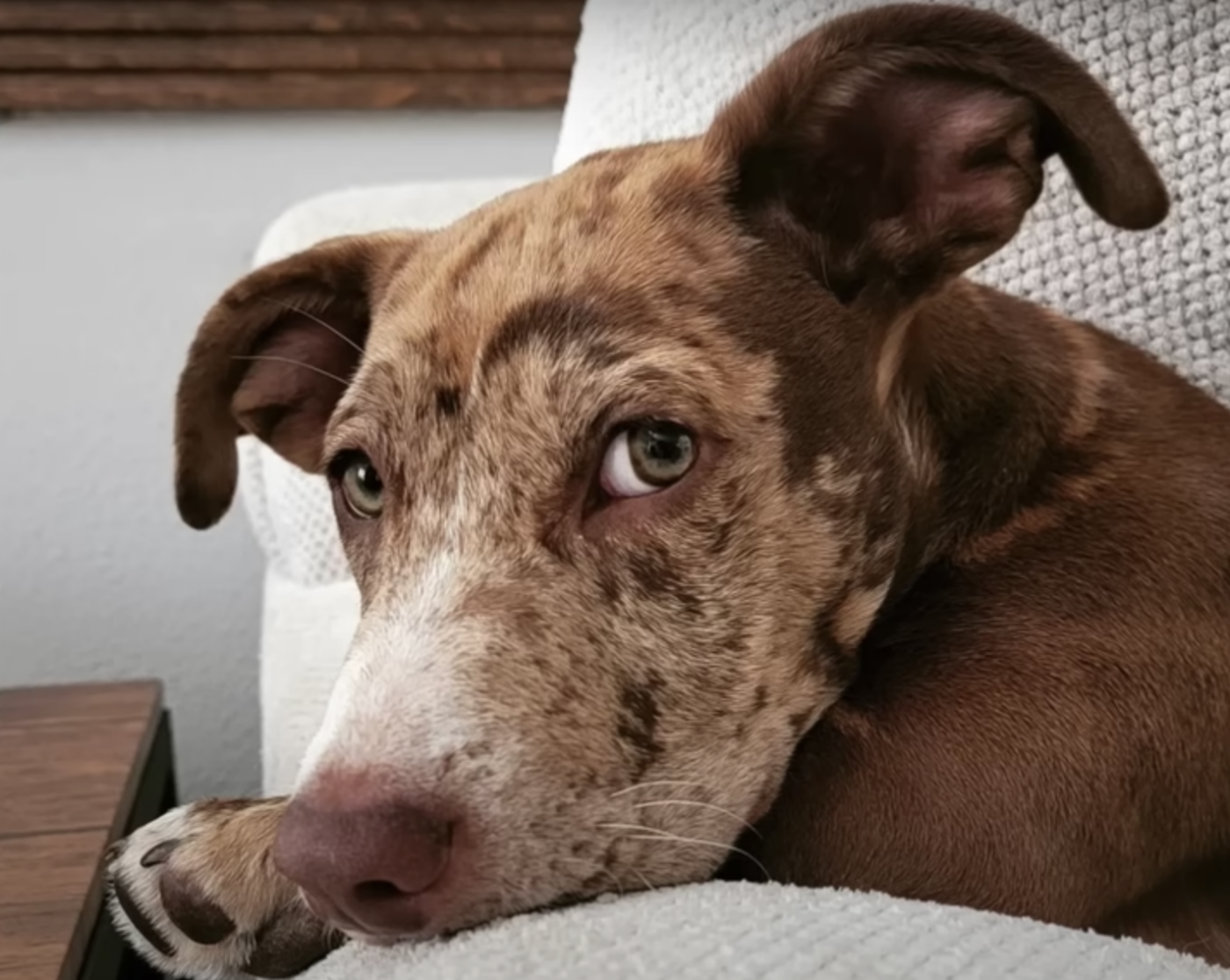 Stubby-Legged Pit Puppy Brings Family In Mourning So Much Joy ...