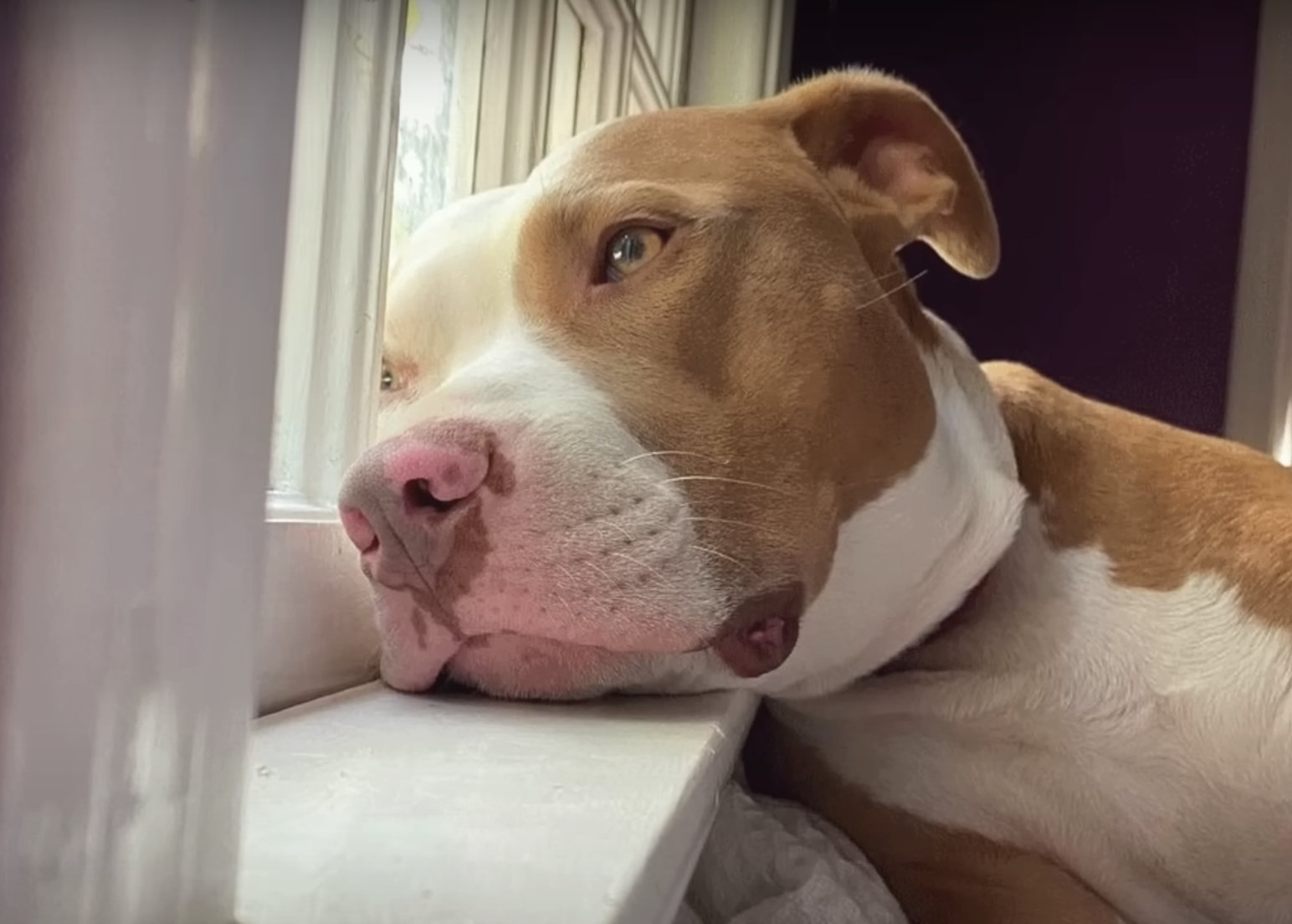 Woman Told Dog's Not Worth Saving Because Of His Breed, She Didn't ...