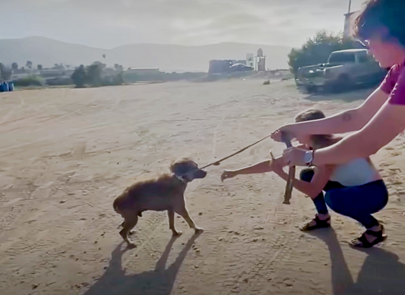 Woman Terrified Of Coyote Looking Dog Attempts To Rescue Him Anyway ...