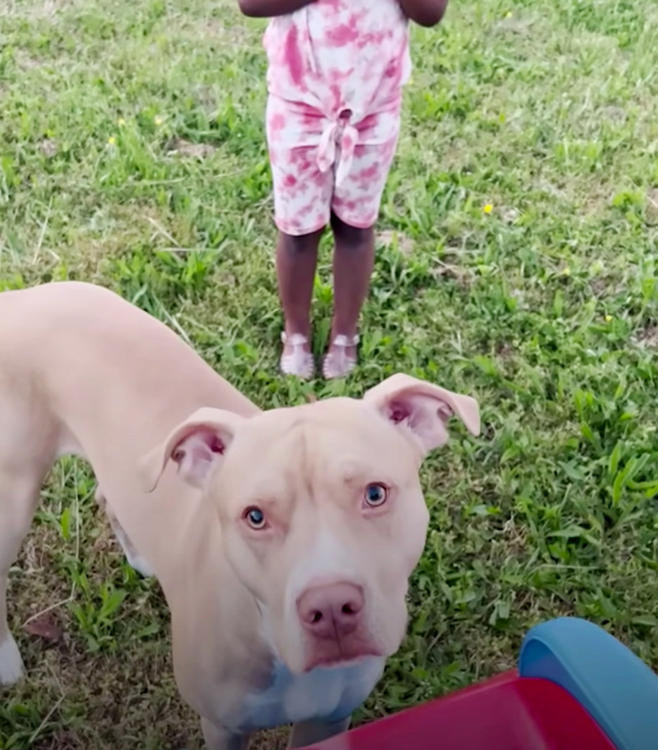 Grandma Hosts An Intervention For Daughter's Wild Pit Bull - iHeartDogs.com