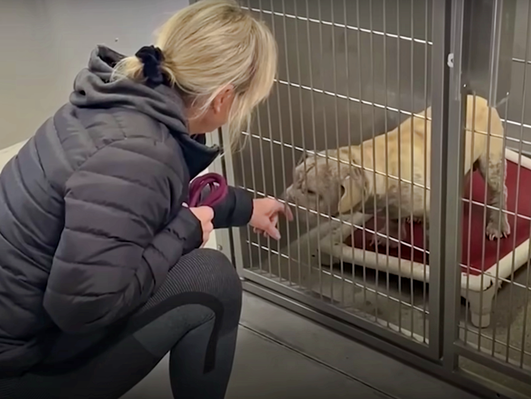 'Unsightly' Dog No One Wants Is Bailed From Shelter But Still Needs ...