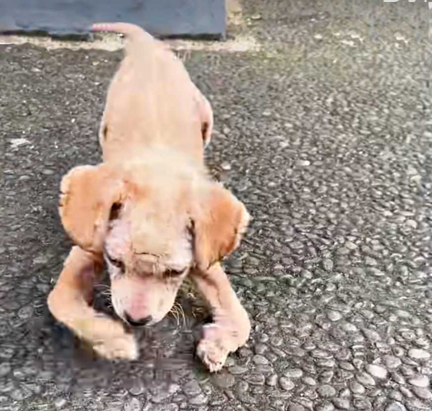 Sickly Puppy Crawled To Woman With Deformed Legs Desperate For Relief ...