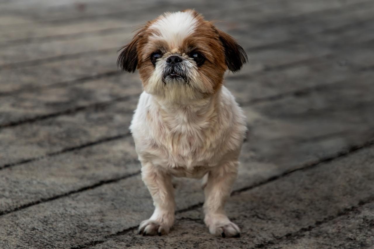 7 Best Online Dog Training Classes For Shih Tzus