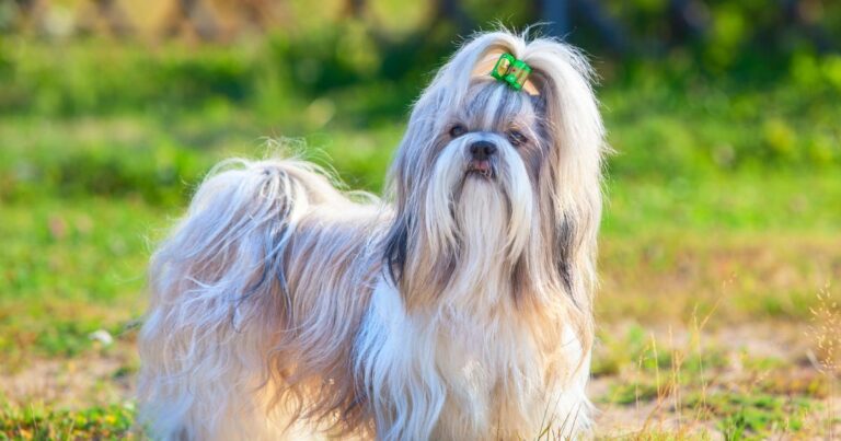 23 Dog Breeds with Human-Like Traits You Won’t Believe - iHeartDogs.com