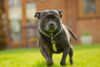 The Top 15 Most Muscular Dog Breeds You’ll Ever See - iHeartDogs.com