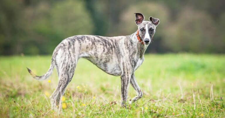 7 Vital Tips for Grooming a Whippet - iHeartDogs.com