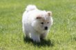 Know the Signs: 5 Most Common Health Issues in Chow Chows - iHeartDogs.com