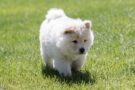 Know the Signs: 5 Most Common Health Issues in Chow Chows - iHeartDogs.com