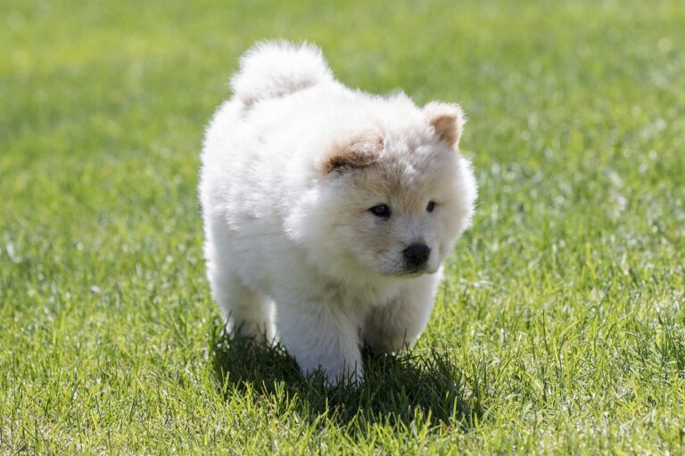 Know the Signs: 5 Most Common Health Issues in Chow Chows - iHeartDogs.com