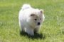 Know the Signs: 5 Most Common Health Issues in Chow Chows - iHeartDogs.com