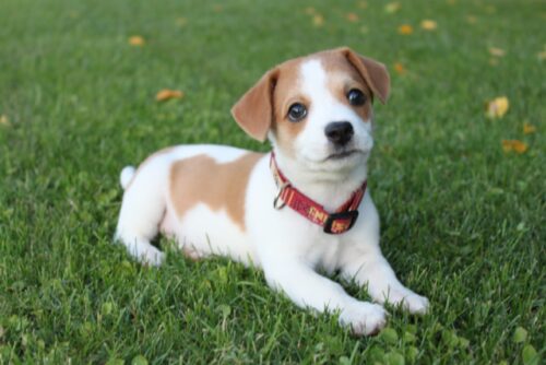 A Comprehensive New Puppy Checklist for First-Time Pet Owners ...