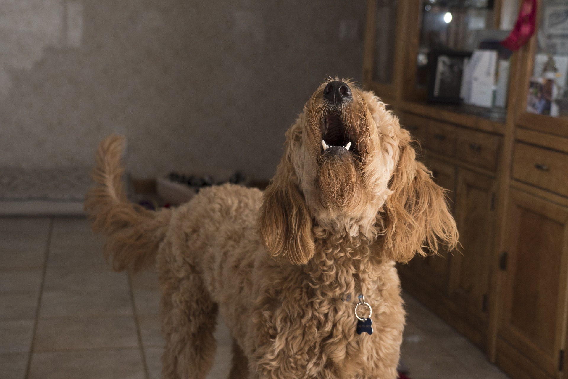 15 Ultimate 'Hilarious' Things Dogs Do That Only True Dog Lovers ...