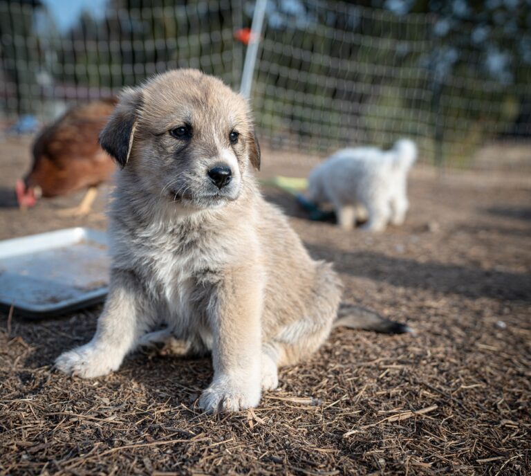 13 Things to Know Before Bringing Home a New Great Pyrenees ...