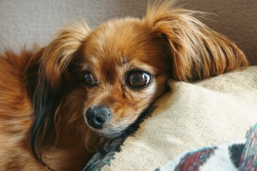 Know the Signs: 5 Most Common Health Issues in Papillons - iHeartDogs.com