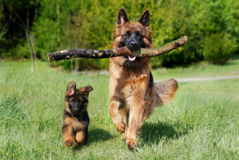 German Shepherd Barking: Professional Behaviorist Solutions (2026 ...