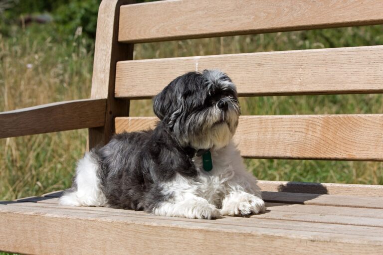 Know the Signs: 5 Most Common Health Issues in Shih Tzus - iHeartDogs.com