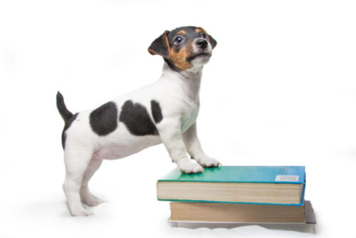 A Comprehensive New Puppy Checklist for First-Time Pet Owners ...