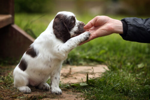 A Comprehensive New Puppy Checklist for First-Time Pet Owners ...