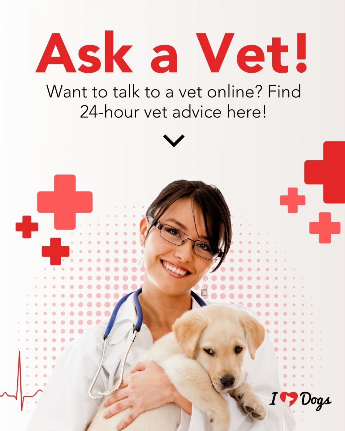 Ask A Vet - Chat with a Veterinarian Online 24/7 - Chat Online with a ...
