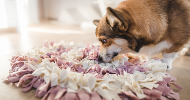 The Psychology Behind Why Dogs Love Certain Toys - iHeartDogs.com