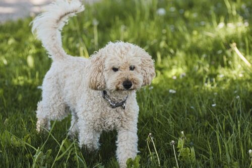 The 11 Best Potty-Training Products For Poodle Puppies & Dogs ...