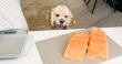 7 Best Salmon Dog Foods - iHeartDogs.com