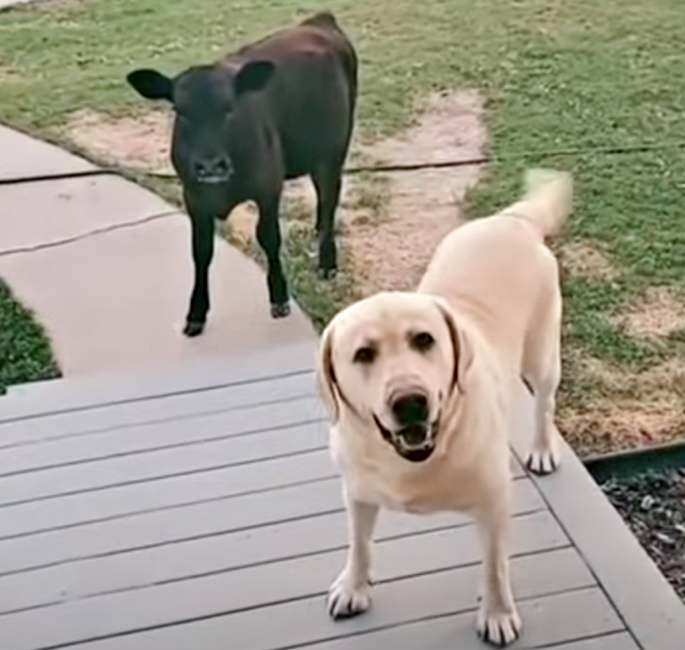Pup Comes Home With Baby Cow, Begs Mom To Let Them Both Inside ...