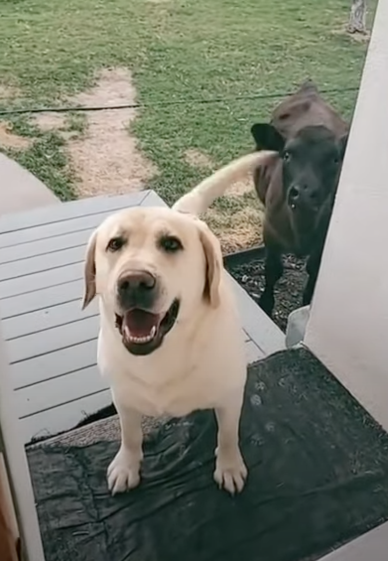 Pup Comes Home With Baby Cow, Begs Mom To Let Them Both Inside ...