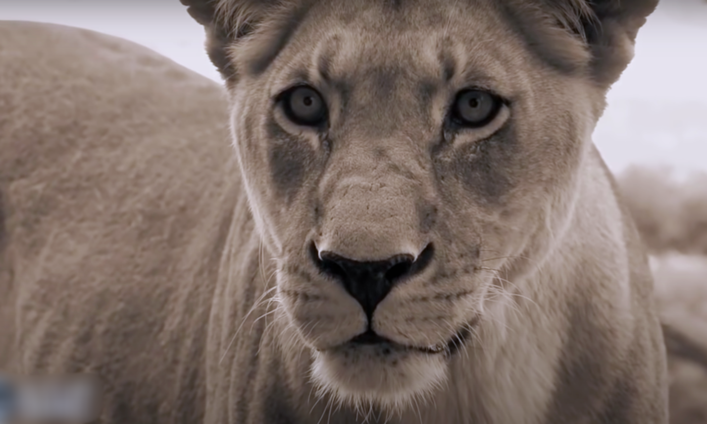 Lioness Adopts Sick Leopard Cub And Adds Him To Her Litter | Whisker ...