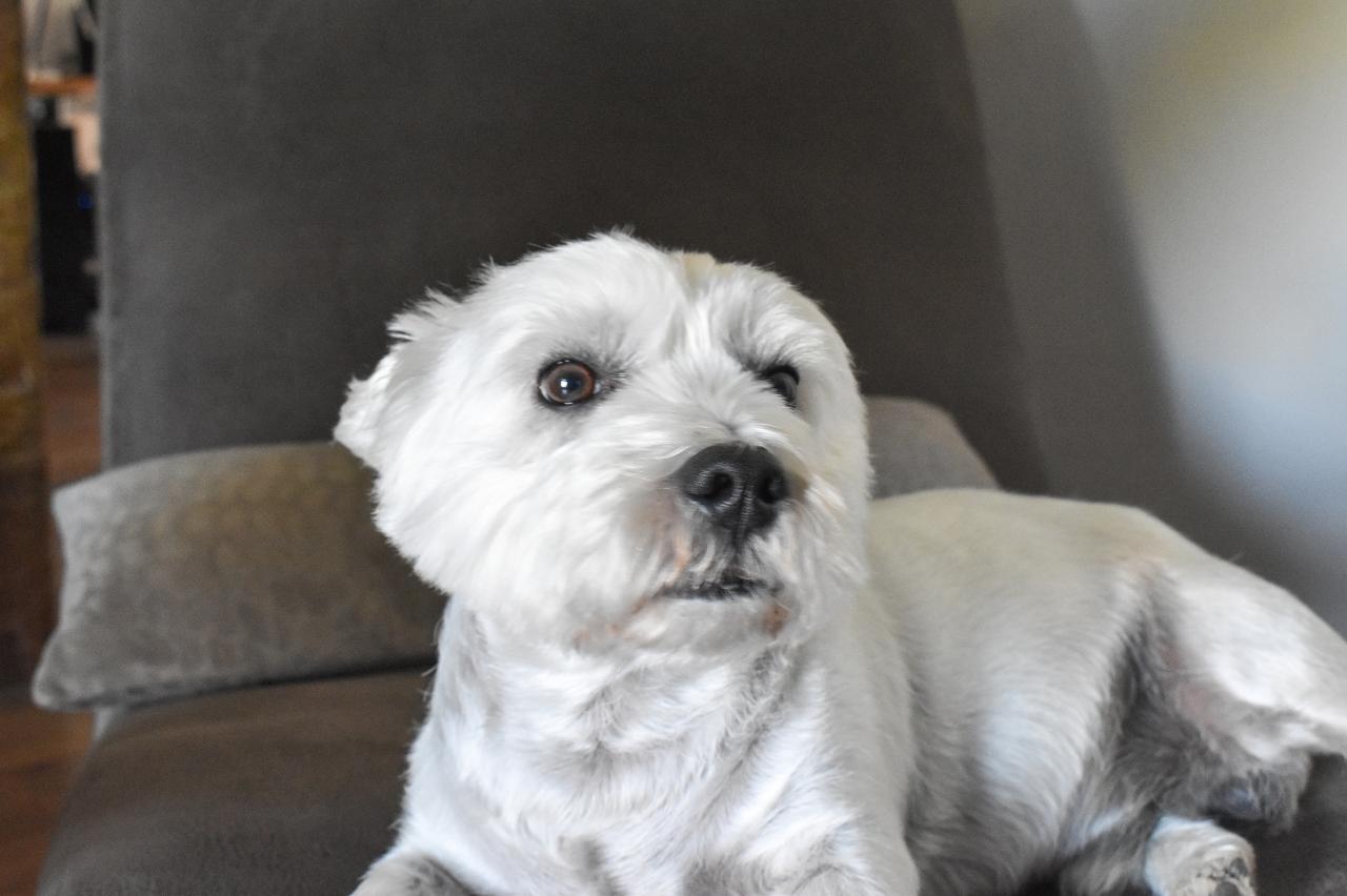 7 Facts About Westies You Probably Didn't Know