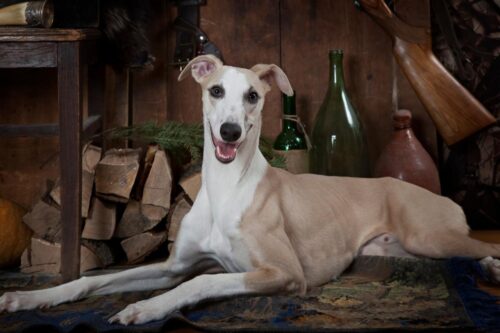 13 Best Gentle Dog Breeds That Wouldn’t Hurt A Fly