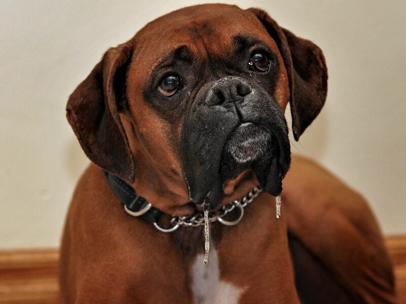 101 Female Boxer Dog Names for 2026 (With Meanings She'll Wear Proudly ...