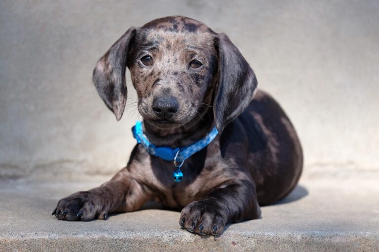 101 Female Dachshund Names + Meanings - iHeartDogs.com