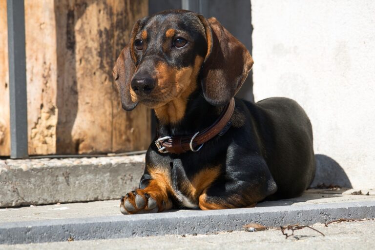 17 Most Searched For Dog Breeds On Google - iHeartDogs.com
