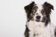 101 Male Australian Shepherd Names + Meanings