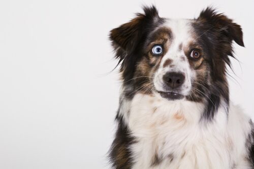 101 Male Australian Shepherd Names + Meanings - iHeartDogs.com