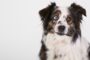 101 Male Australian Shepherd Names + Meanings