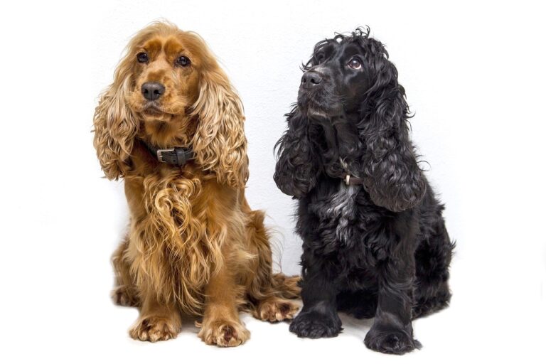 11 Ways to Treat & Prevent Ear Infections in Cocker Spaniels ...