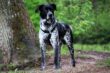 101 Female German Shorthaired Pointer Names + Meanings - iHeartDogs.com