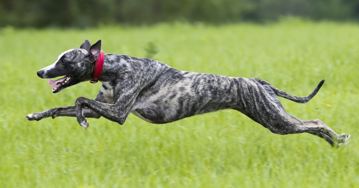 101 Female Greyhound Names + Meanings - iHeartDogs.com