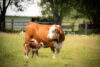 5 Best Colostrum Supplements for Dogs