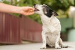 4 Best Quercetin Supplements for Dogs - iHeartDogs.com