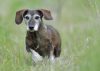 7 Best Cognitive Supplements for Dogs - iHeartDogs.com