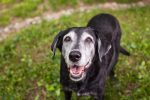7 Best Cognitive Supplements for Dogs - iHeartDogs.com
