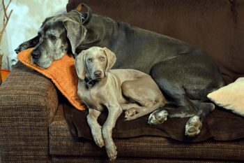 101 Male Great Dane Names + Meanings - iHeartDogs.com