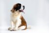 101 Female St. Bernard Names + Meanings - iHeartDogs.com
