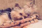 101 Male Yorkie Names + Meanings - iHeartDogs.com